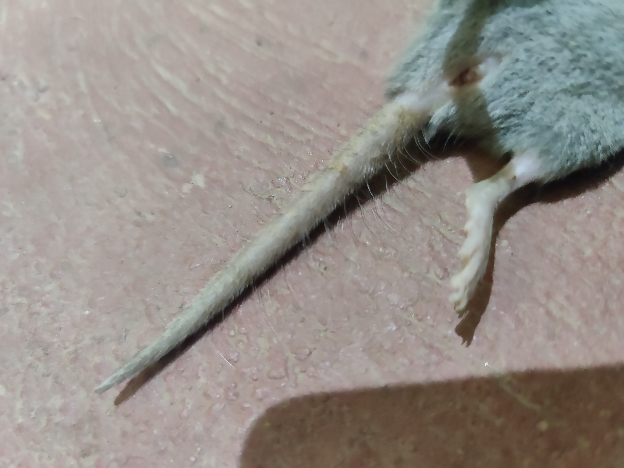 Suncus murinus (Linnaeus, 1766)