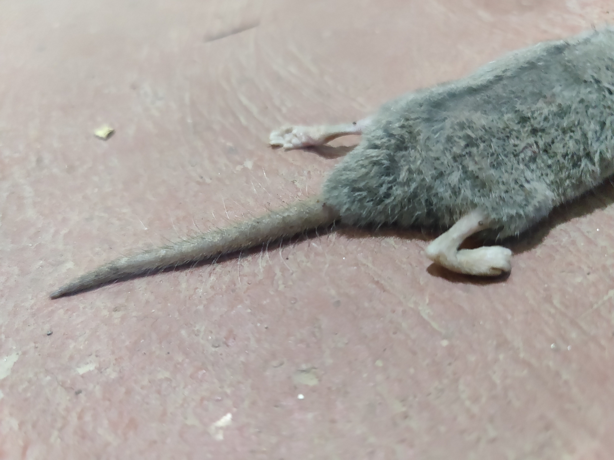 Suncus murinus (Linnaeus, 1766)