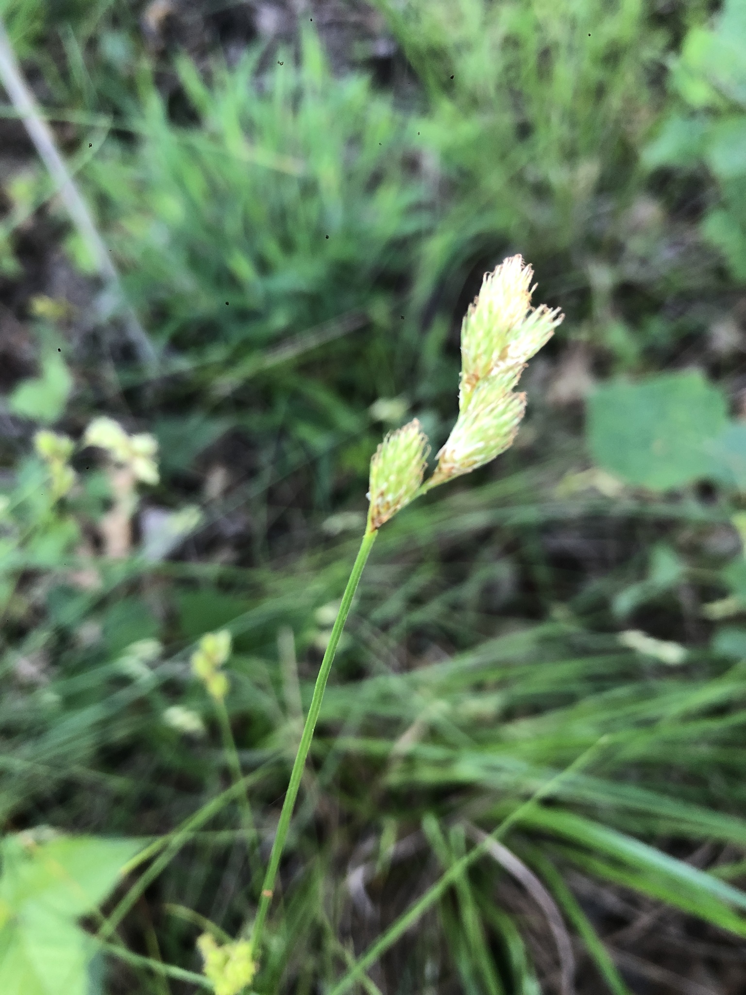 Carex scoparia Schkuhr ex Willd.