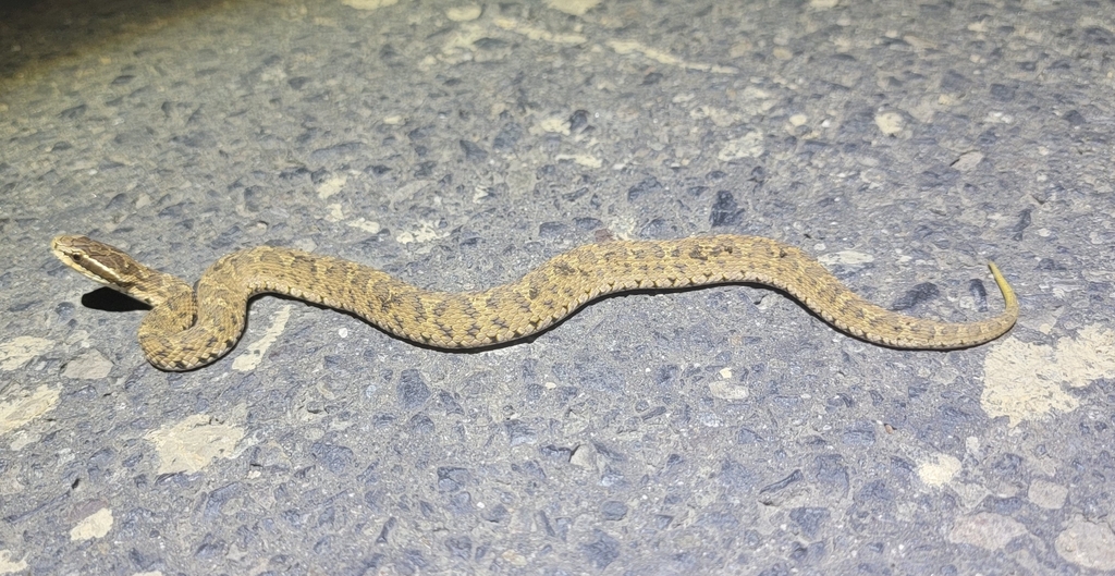 Gloydius brevicauda siniticus from Nanjing, CN-JS, CN on June 17, 2022 ...