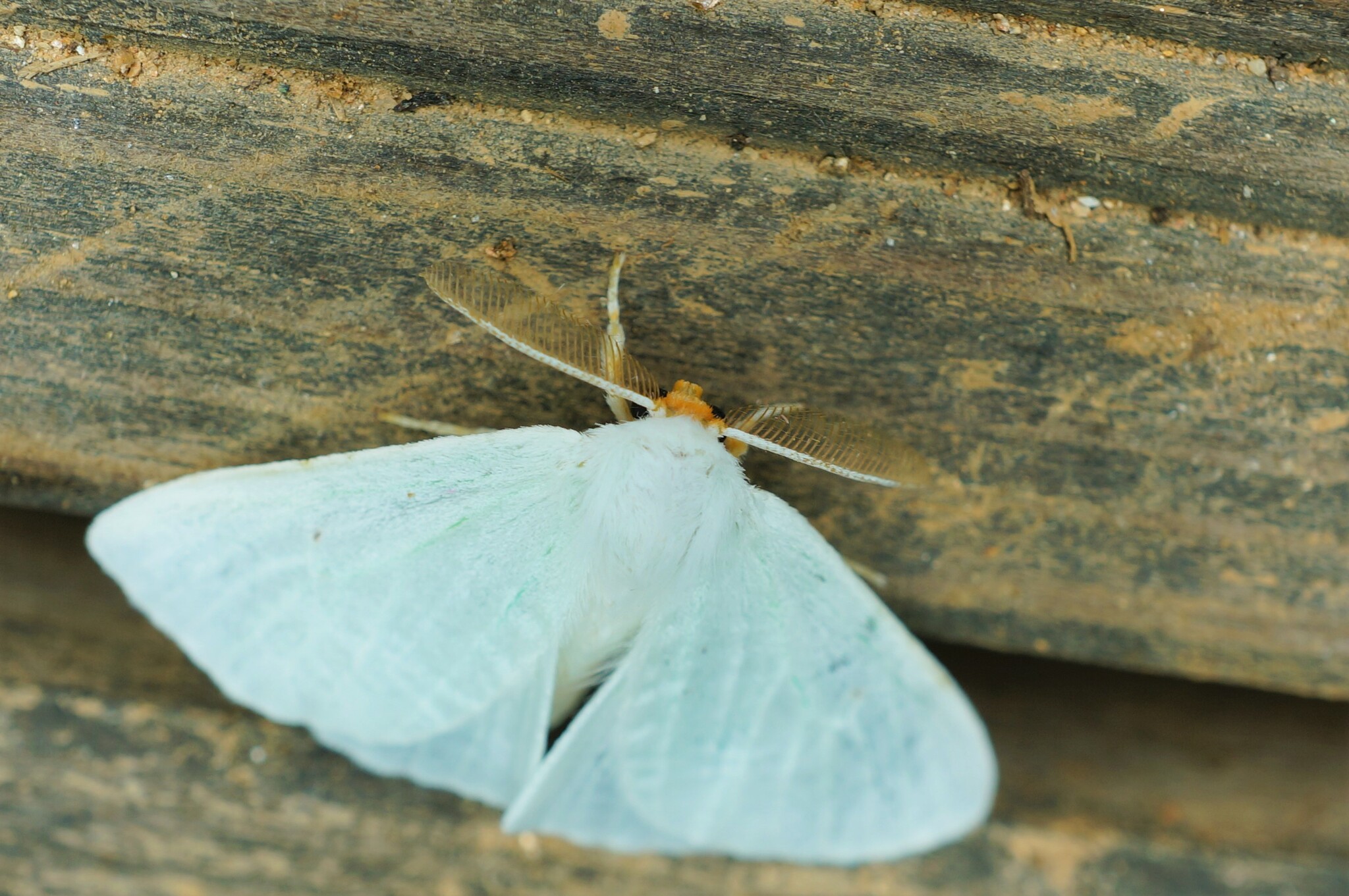 Arctornis alba Bremer, 1861