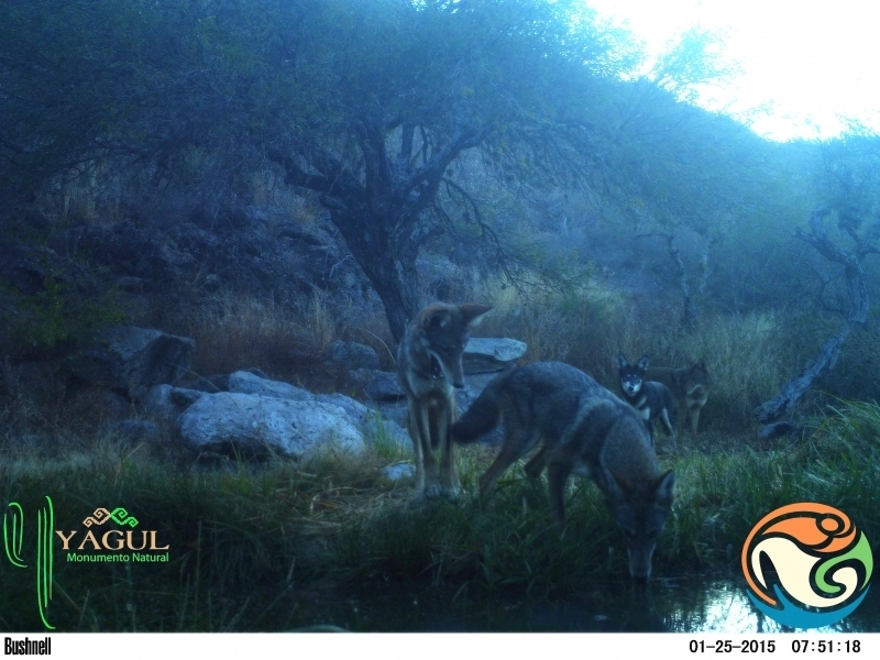 Coyote from Monumento Natural Yagul on January 25, 2015 by Eugenio ...