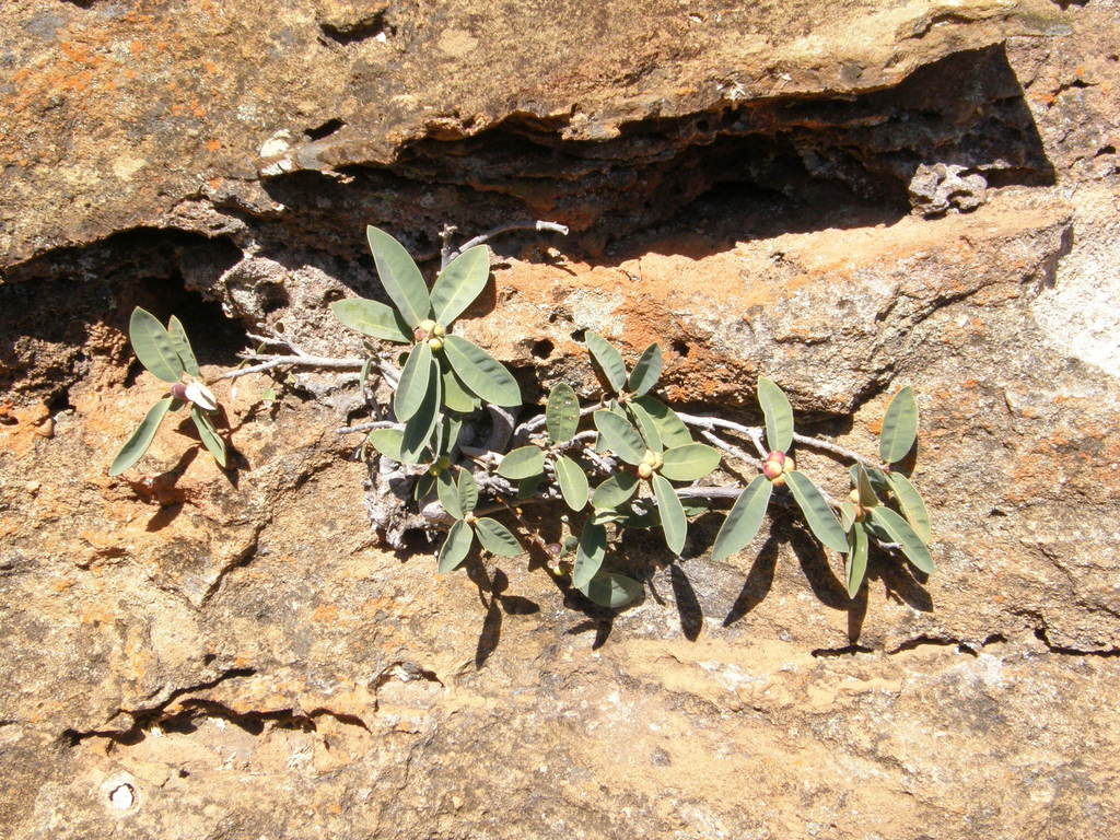 (Ficus menabeensis) - Botanical Realm