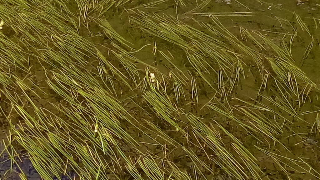 Narrow-leaved Bur-reed from 73130 Saint-François-Longchamp, France on ...