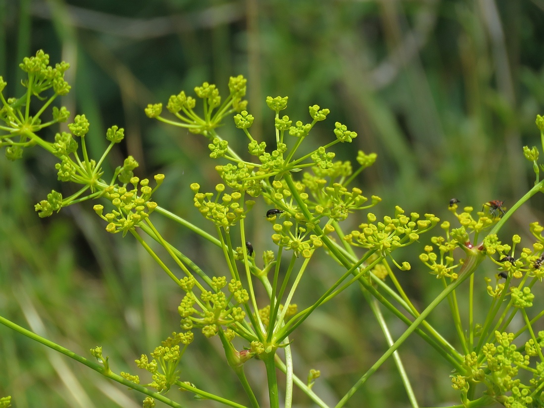 Ferulago campestris (Besser) Grecescu
