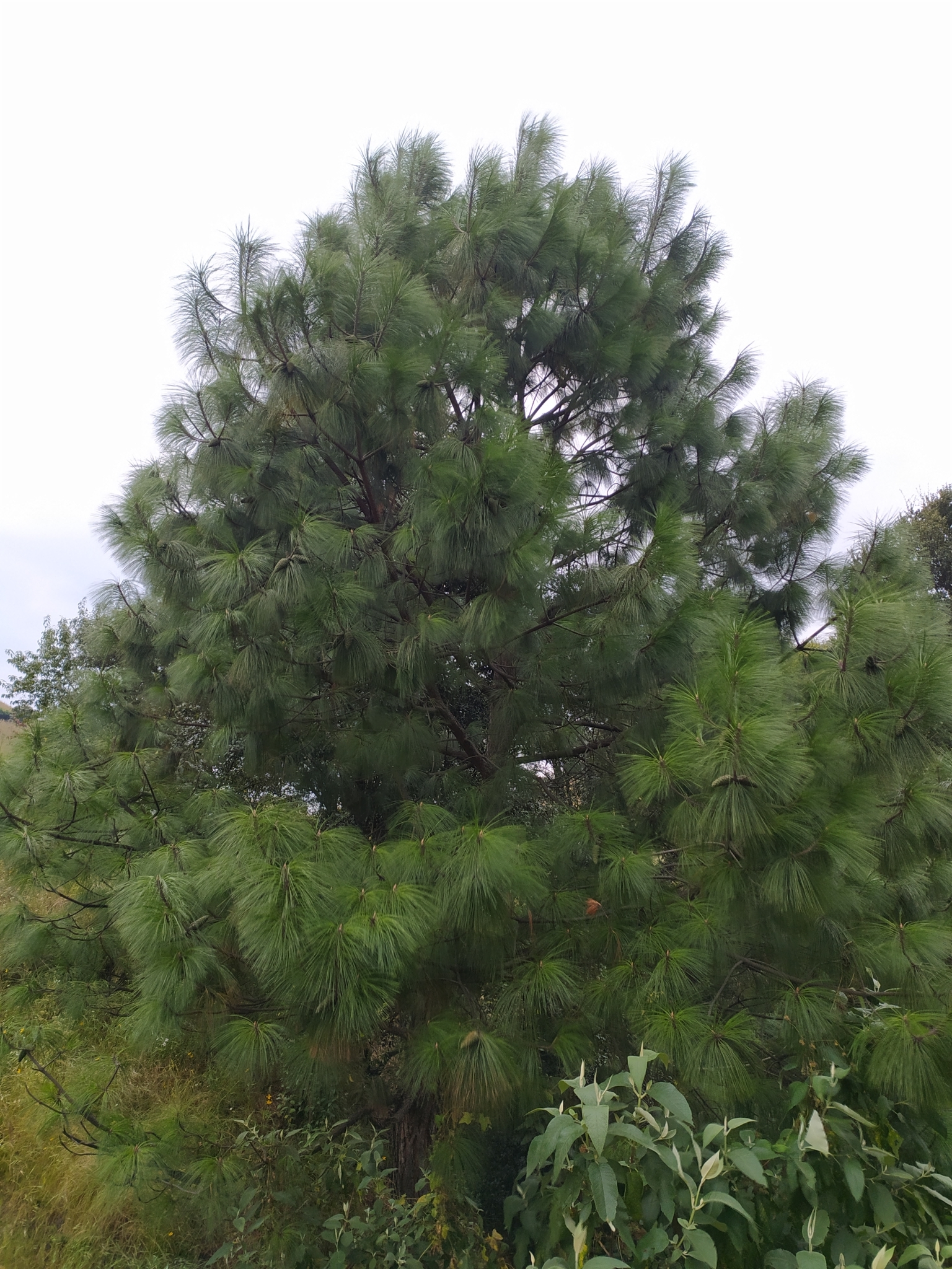 Pinus montezumae Lamb.