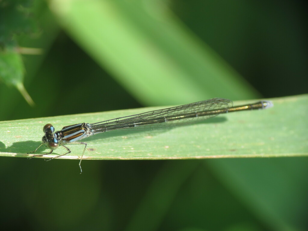 Stream Bluet from Rockford, IL, USA on June 17, 2022 at 09:17 AM by ...