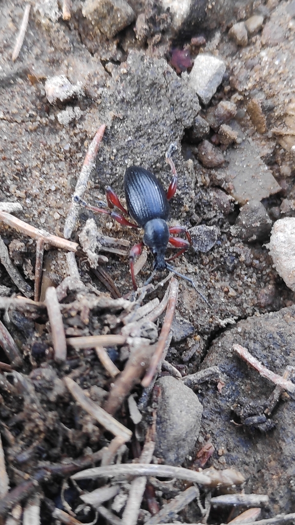 red-legged weevil from Sopotnia Wielka, Polska on June 17, 2022 at 05: ...