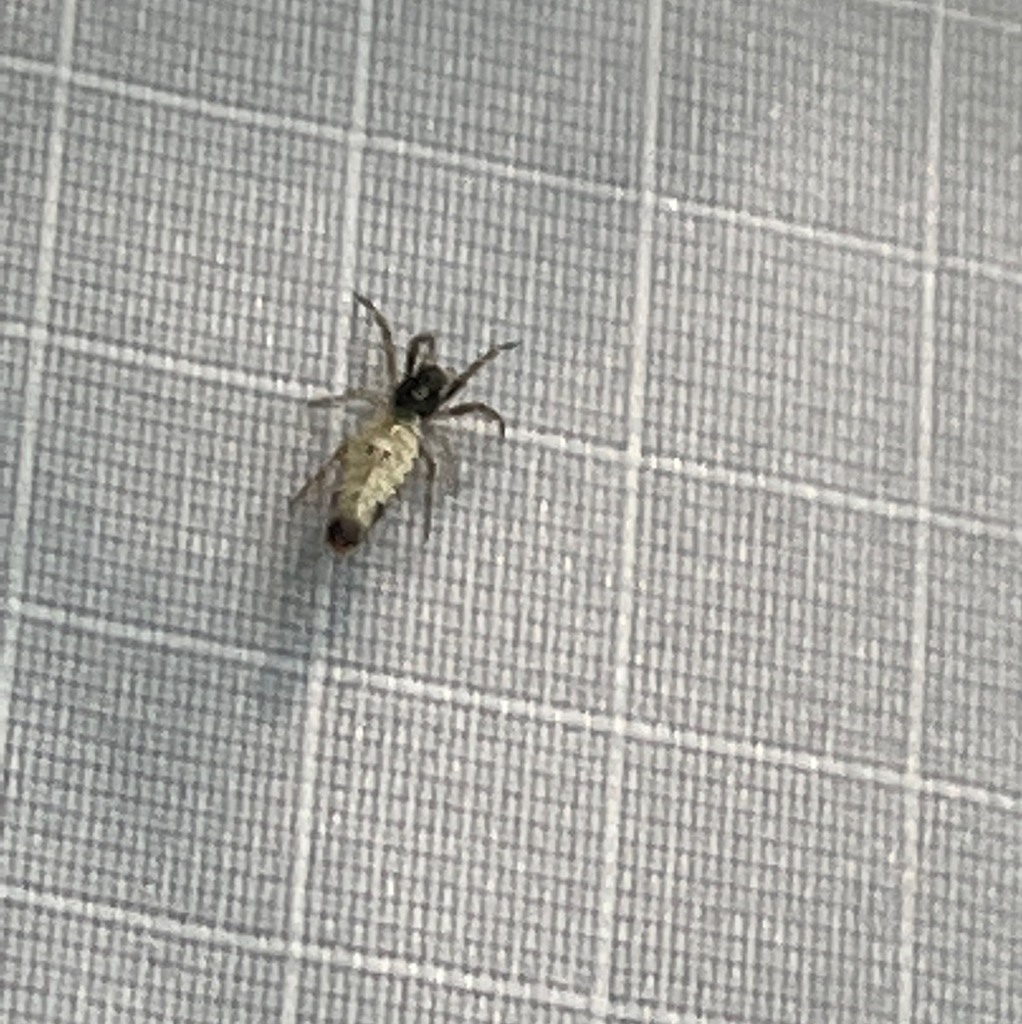 Spiders from Seven Islands State Birding Park on June 17, 2022 by ...