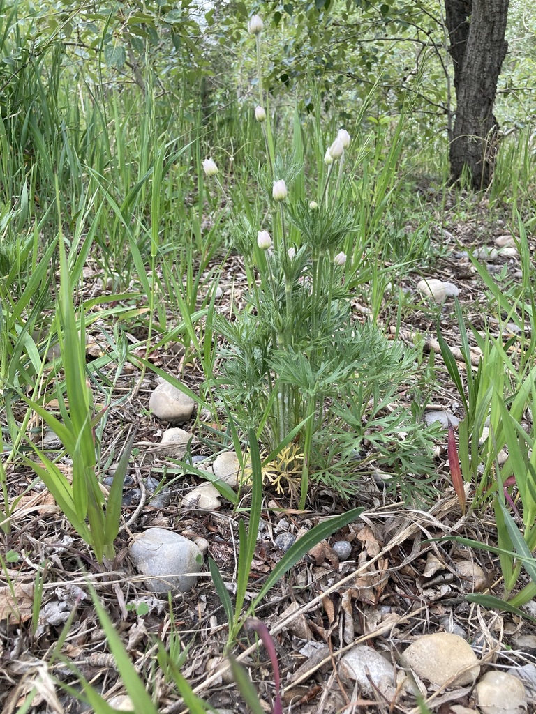 Cutleaf Anemone from Northwest Calgary, Calgary, AB, Canada on June 09 ...
