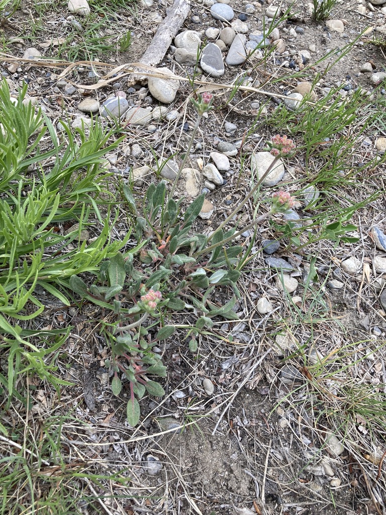 alpine golden buckwheat from Northwest Calgary, Calgary, AB, Canada on ...
