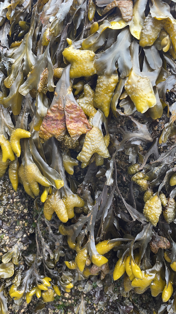Rockweed from Anacortes on 30 May, 2022 at 02:34 PM by sonorajm ...