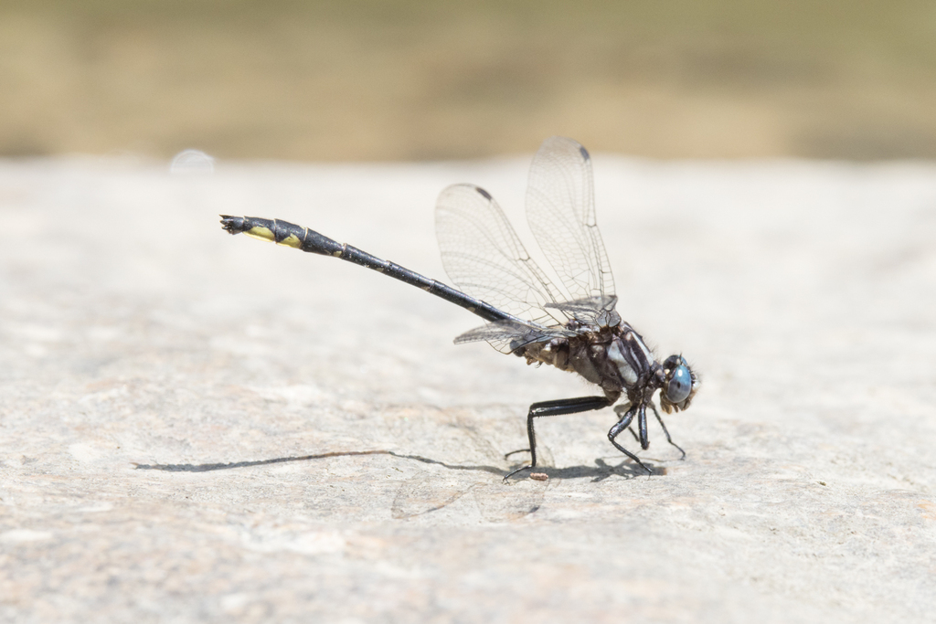 Rapids Clubtail in June 2022 by lundbergj · iNaturalist