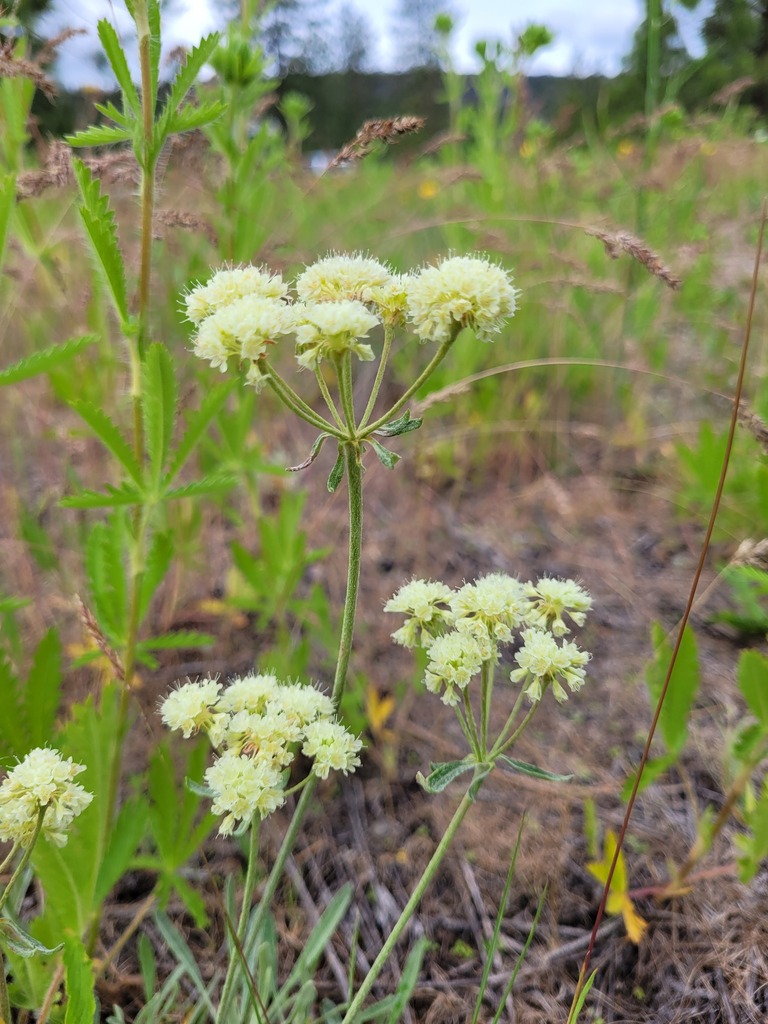Bractless parsnipflower buckwheat in June 2022 by Walter Fertig ...