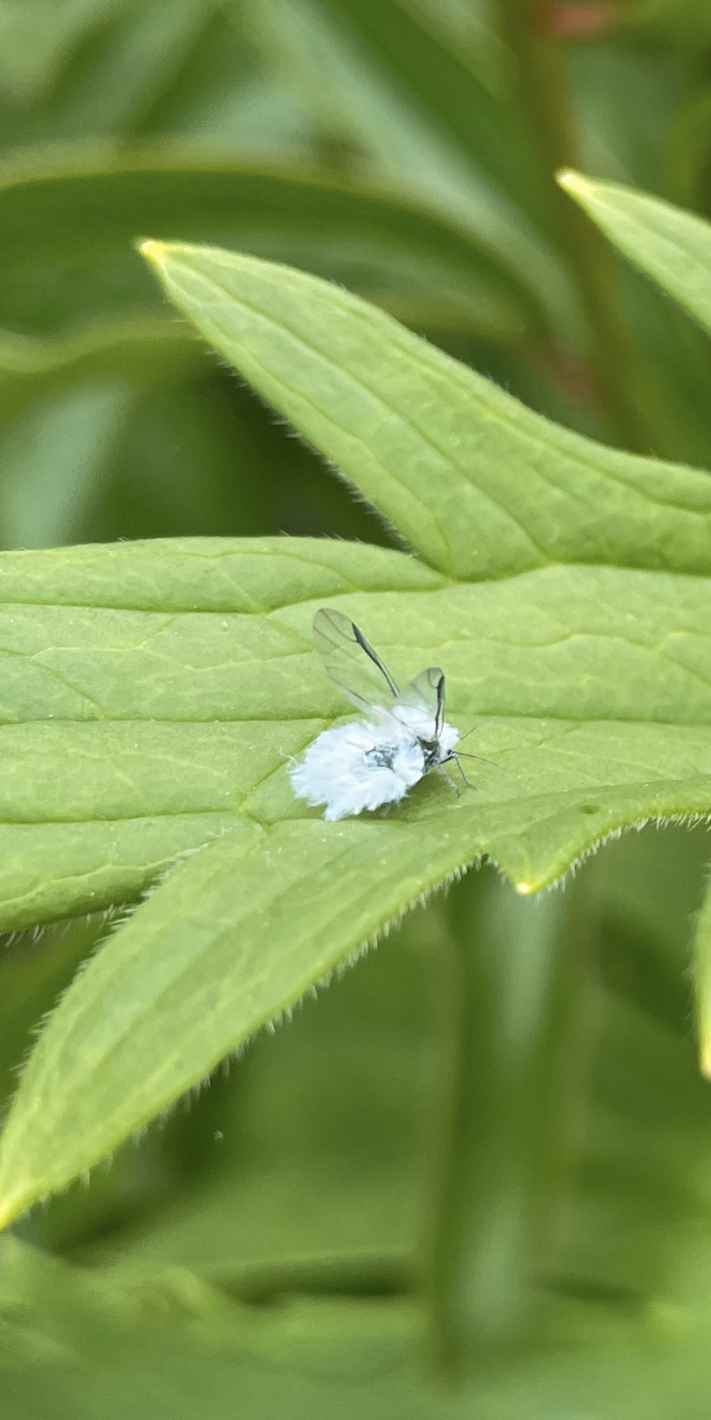 Phyllaphis fagi (Linnaeus, 1761)