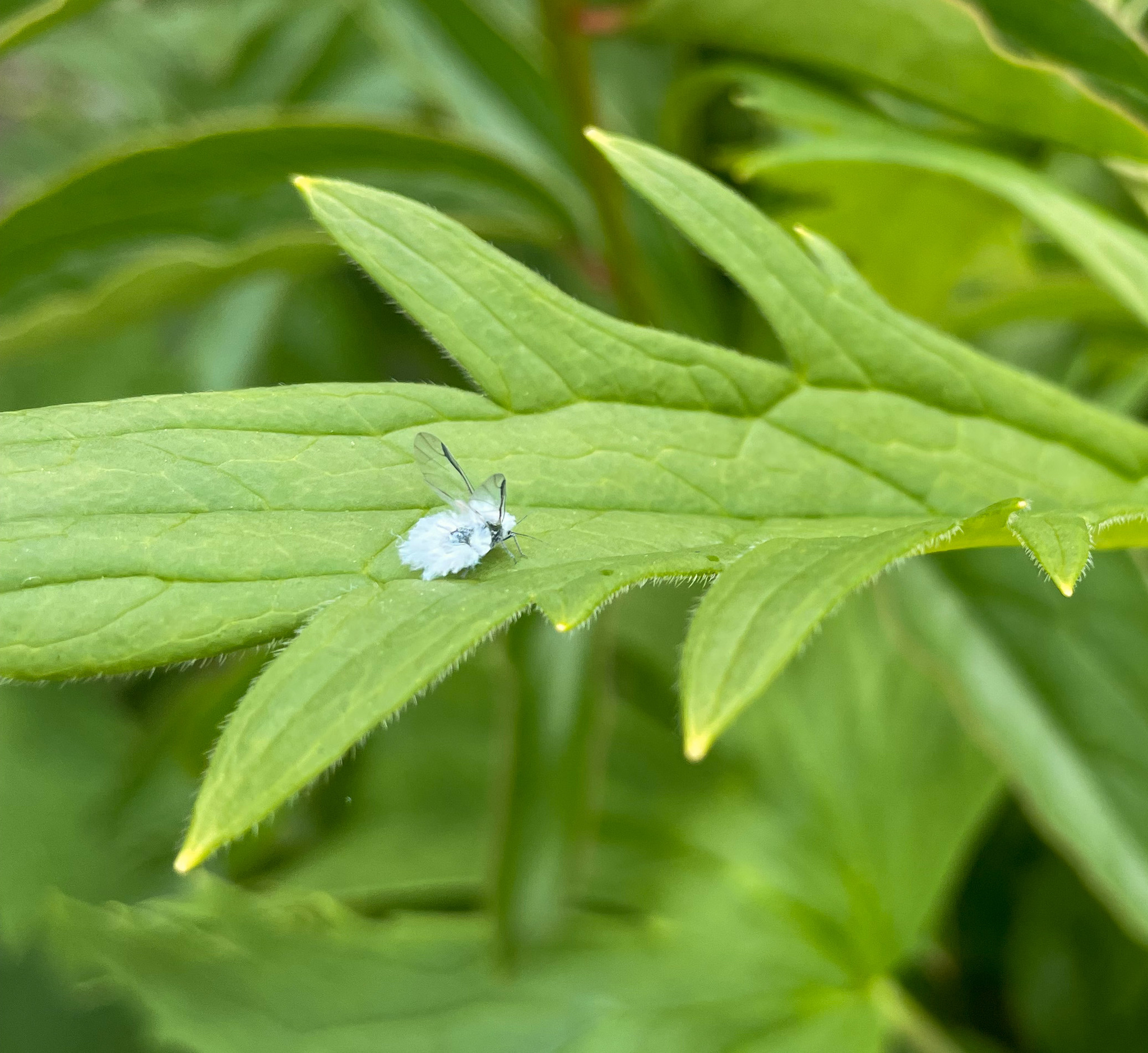 Phyllaphis fagi (Linnaeus, 1761)