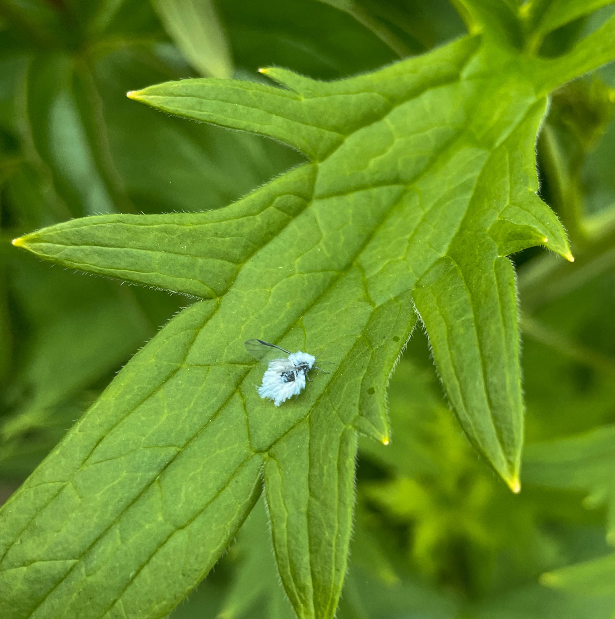Phyllaphis fagi (Linnaeus, 1761)