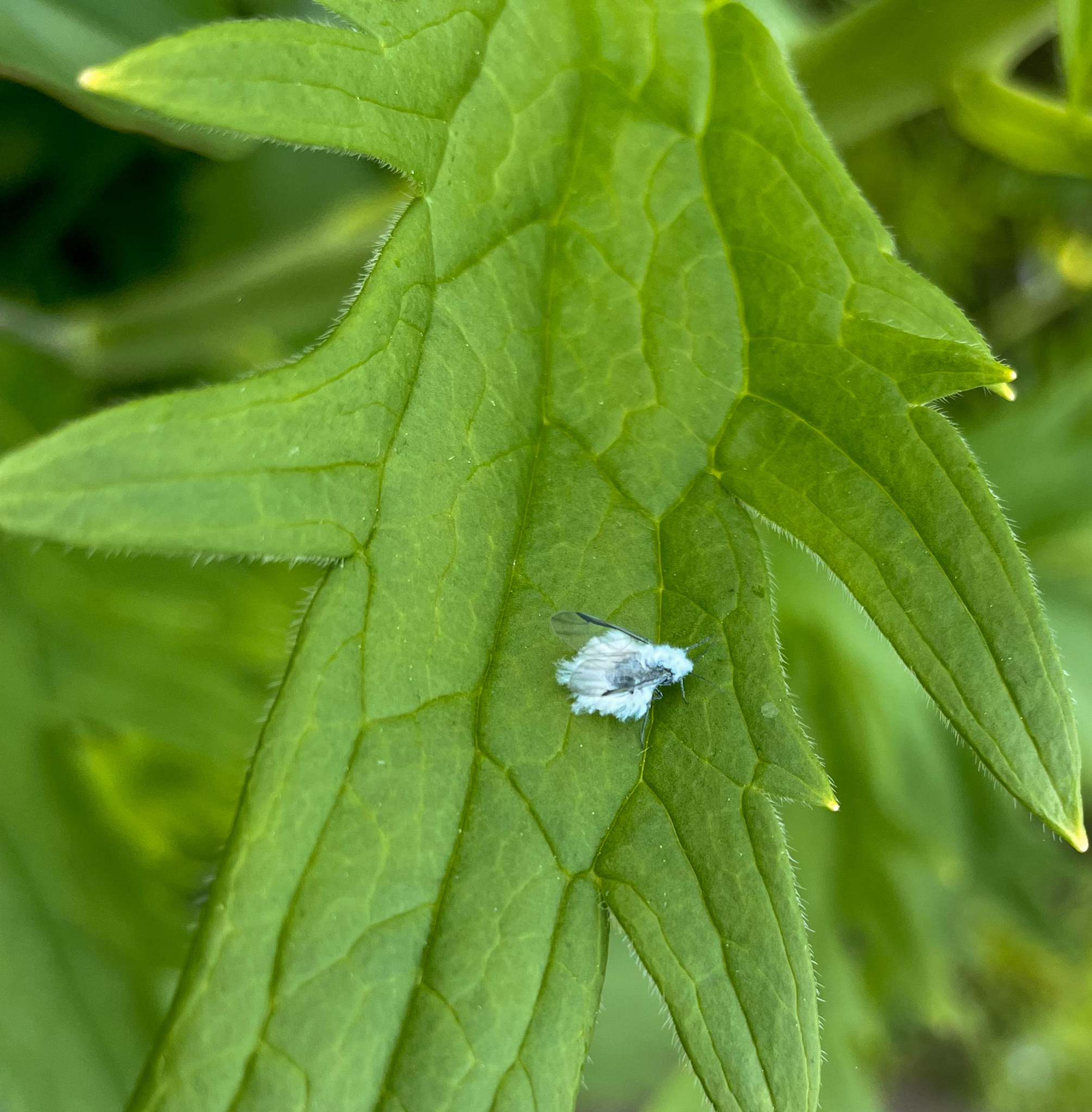 Phyllaphis fagi (Linnaeus, 1761)