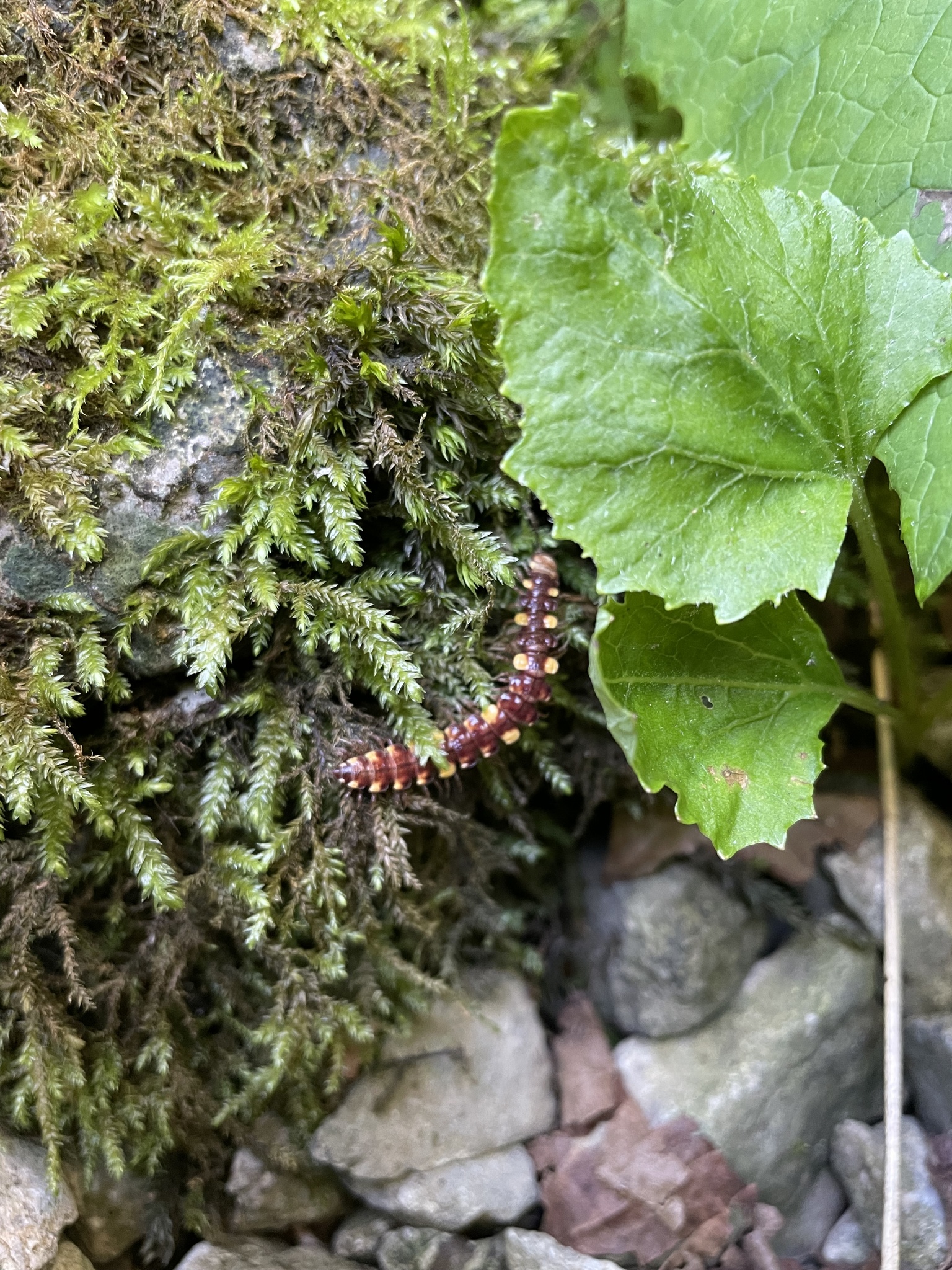 Polydesmus collaris Koch C.L., 1847
