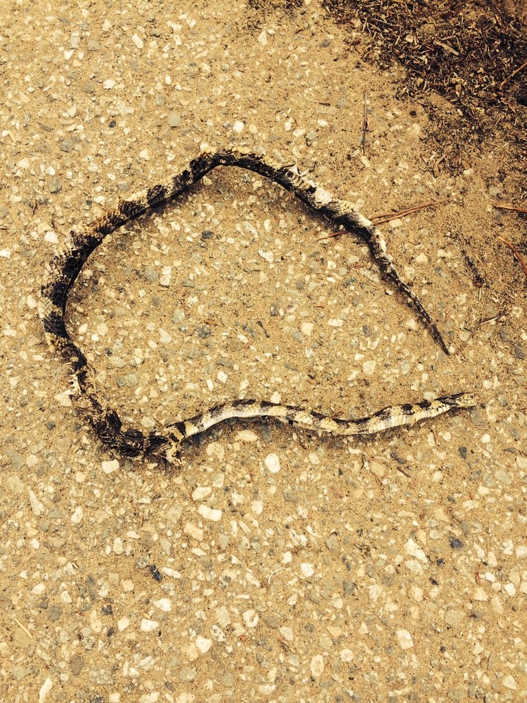California King Snake from Los Angeles County, US-CA, US on June 27 ...