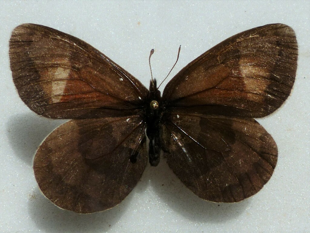 Banded Alpine from 0.35 km NW Daring Lake Camp, NT, Canada on July 8 ...