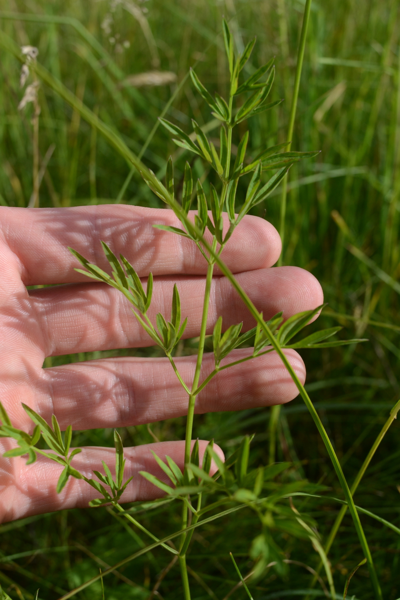 Silaum silaus (L.) Schinz & Thell.