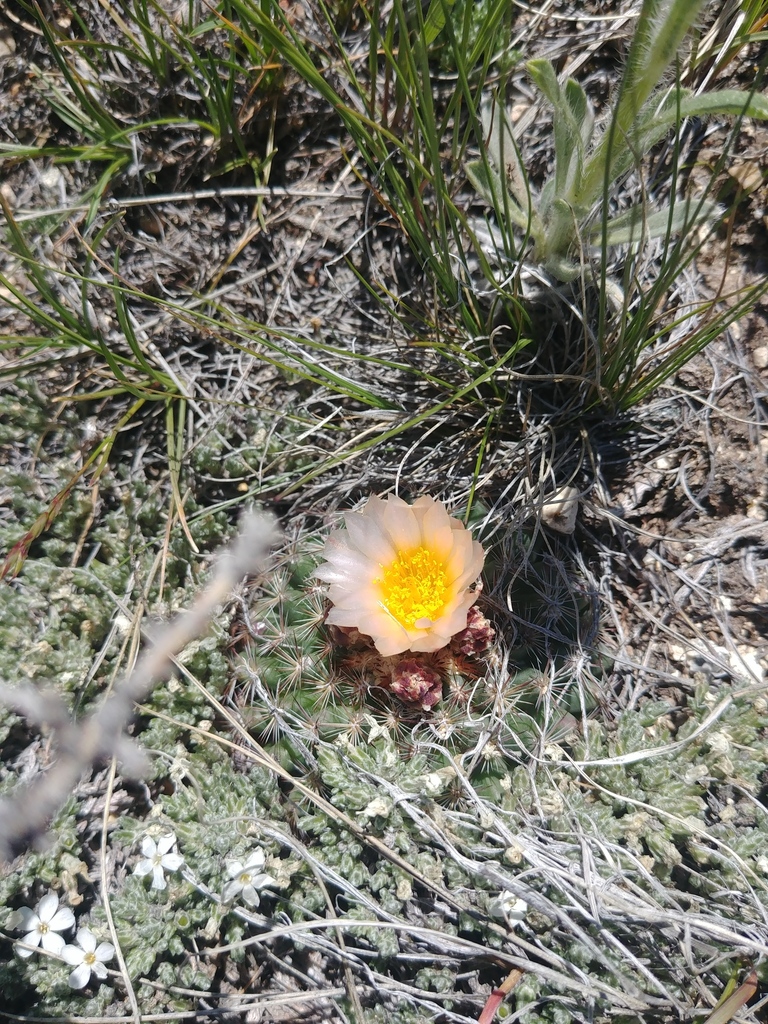 Mountain Ball Cactus in June 2022 by afidnotorchids · iNaturalist