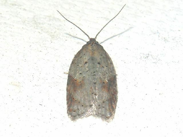 Viburnum Acleris Moth in June 2022 by privatenoaccess · iNaturalist