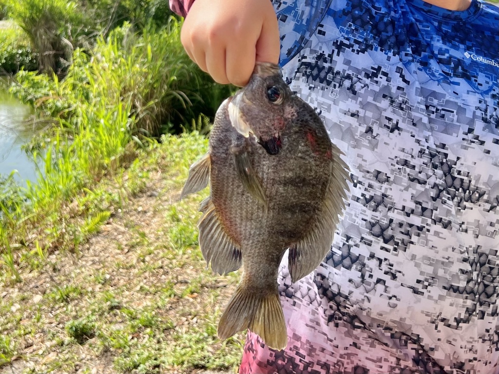 Coppernose Bluegill in June 2022 by rubyintherough · iNaturalist