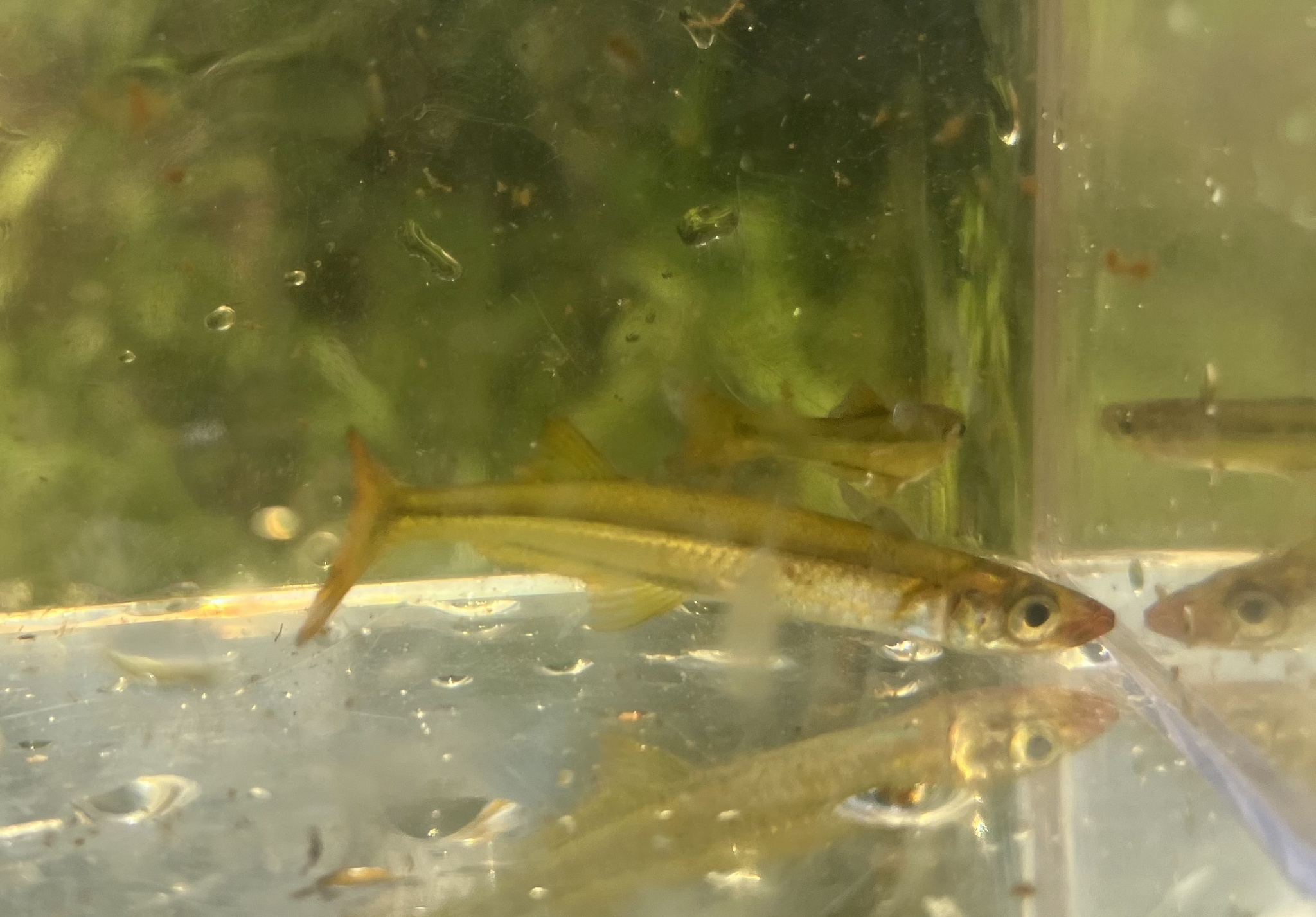 Labidesthes vanhyningi Bean & Reid, 1930