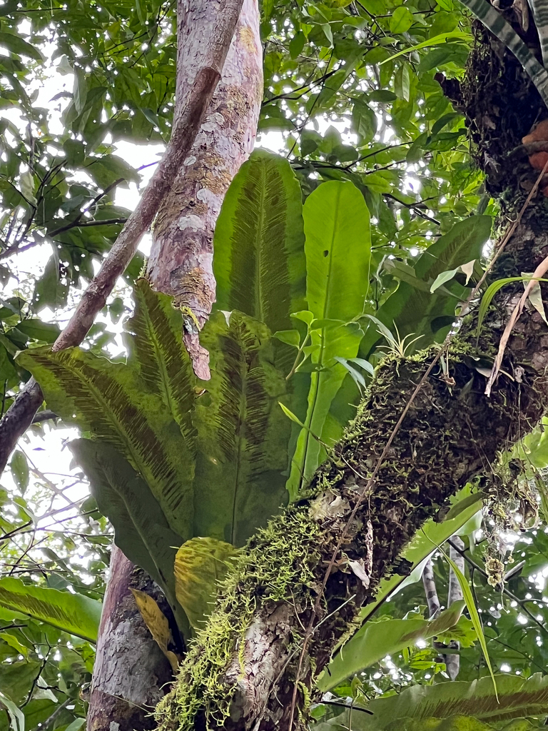 American bird's-nest fern from Maynas Province, Peru on March 30, 2022 ...