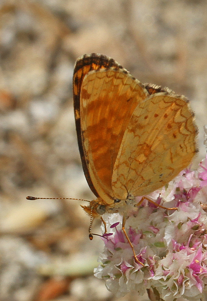 Field Crescent (Zion National Park Butterfly Guide 🦋) · iNaturalist
