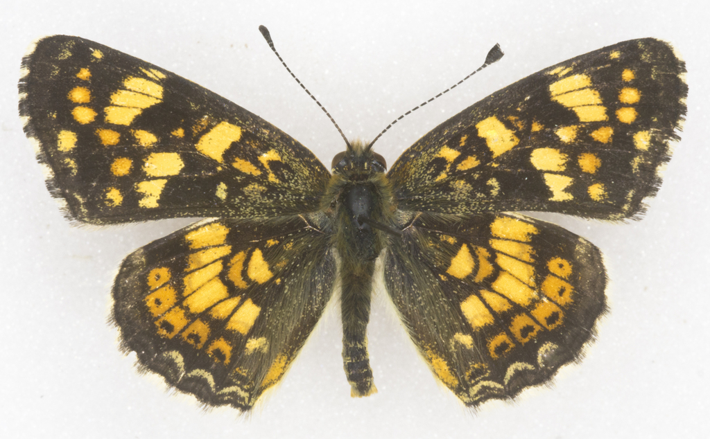 Field Crescent (Zion National Park Butterfly Guide 🦋) · iNaturalist