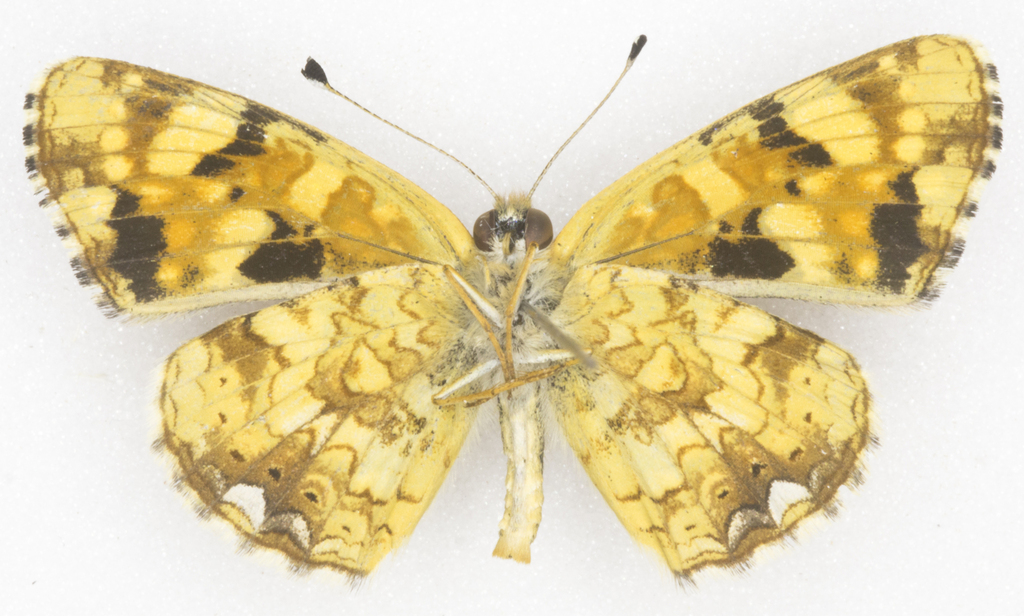 Field Crescent (Zion National Park Butterfly Guide 🦋) · iNaturalist