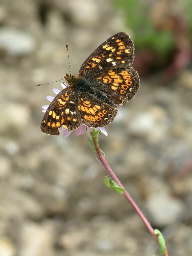 Field Crescent (Zion National Park Butterfly Guide 🦋) · iNaturalist