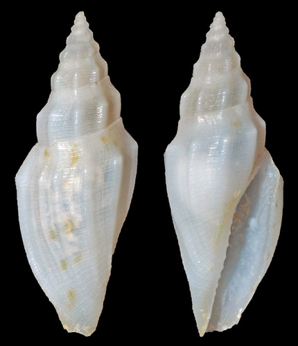 Eucithara fusiformis · iNaturalist
