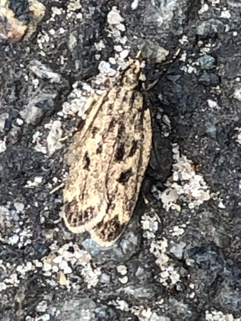 Square-spotted Martyringa Moth from Central Park, New York, NY, US on ...