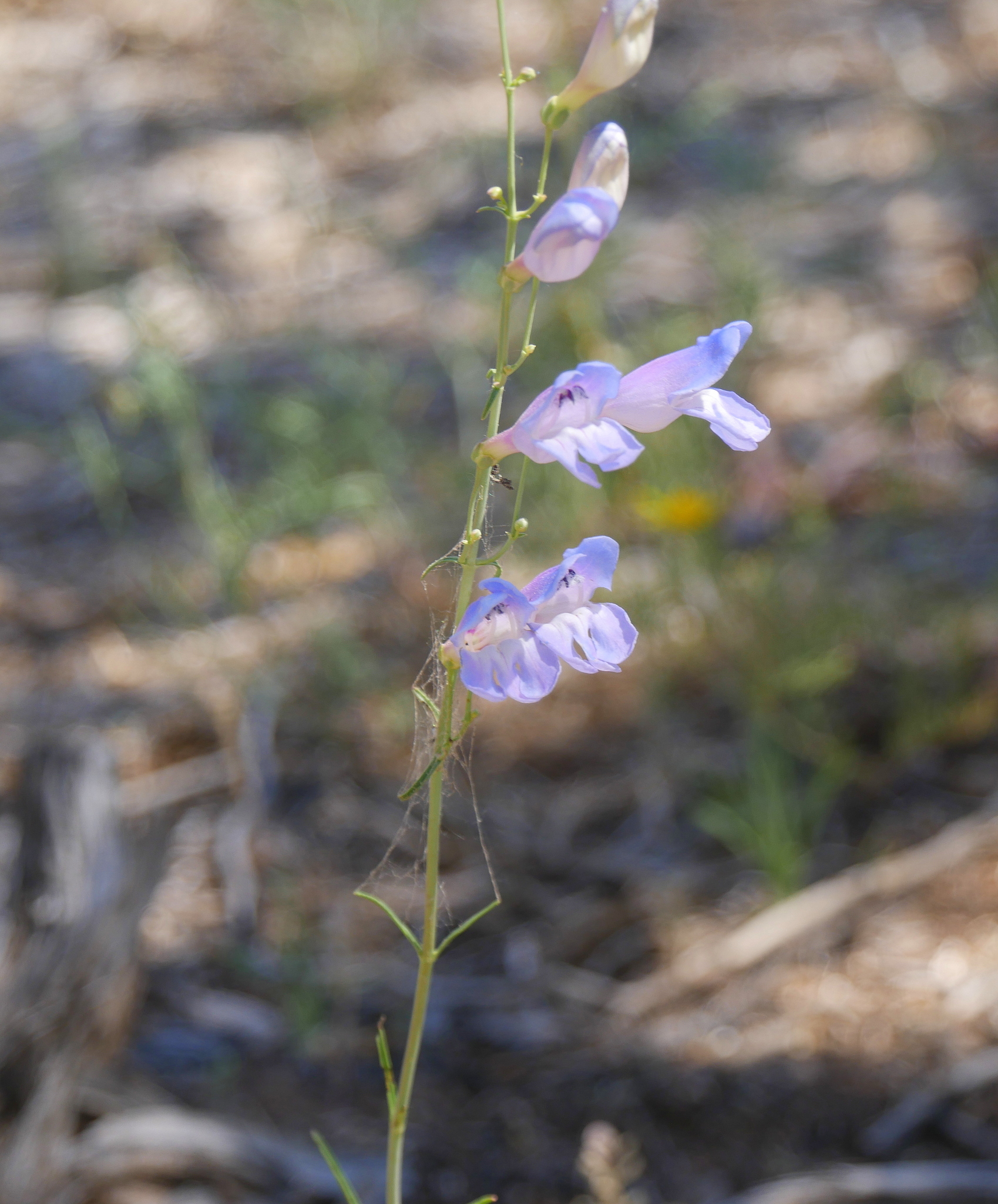 Penstemon comarrhenus A.Gray