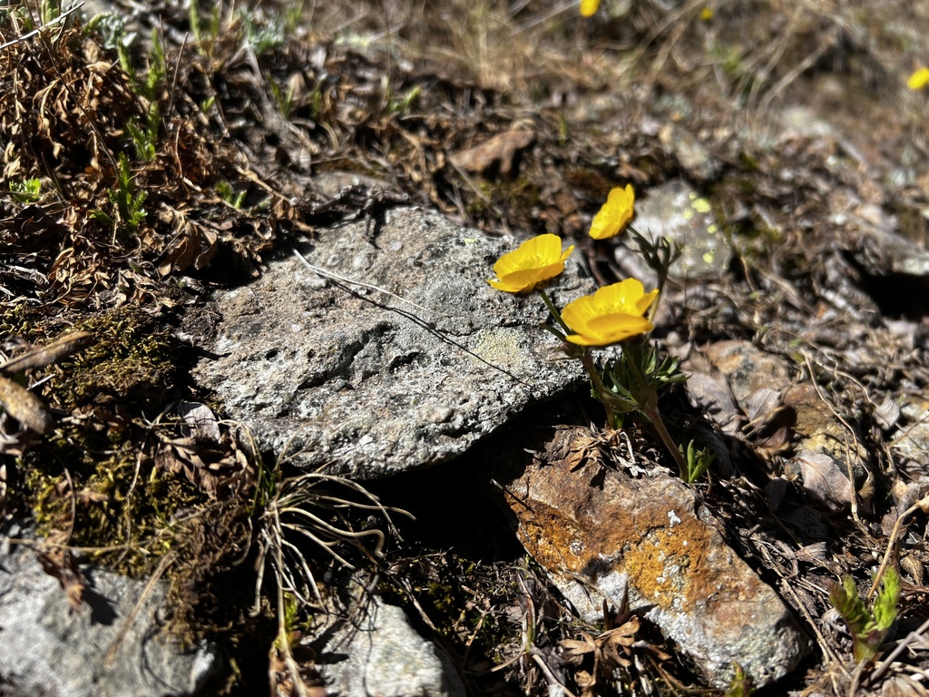 alpine buttercup from Grand Mesa Uncompahgre and Gunnison National ...