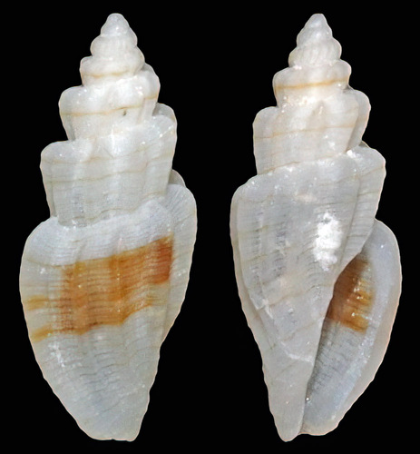 Eucithara harpellina · iNaturalist