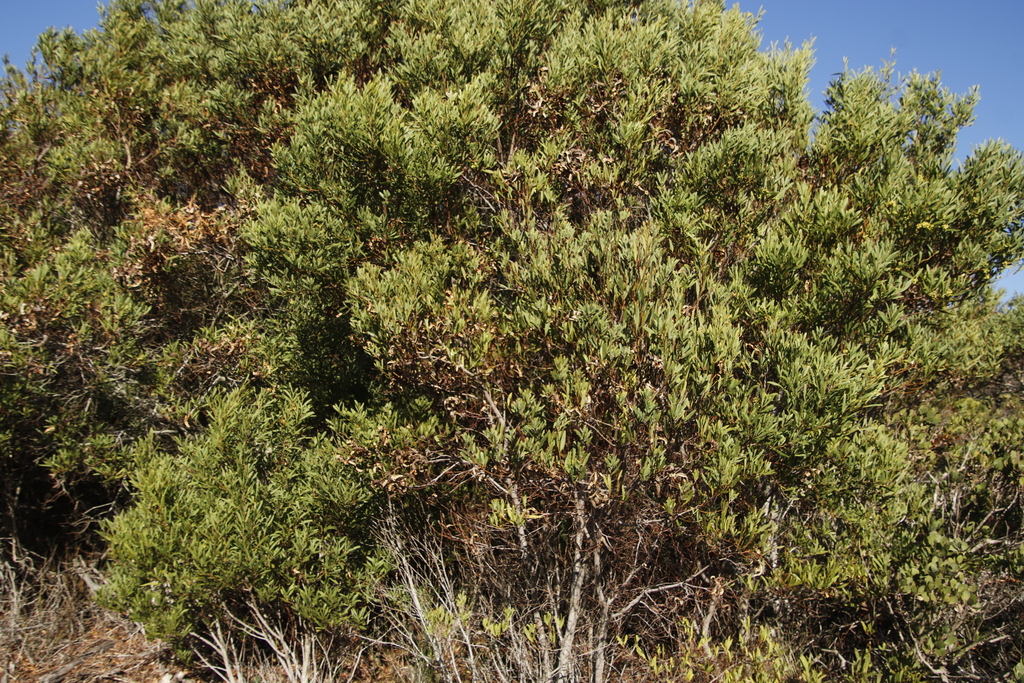 western coastal wattle from Brodie Link Nature Reserve, path Stream ...