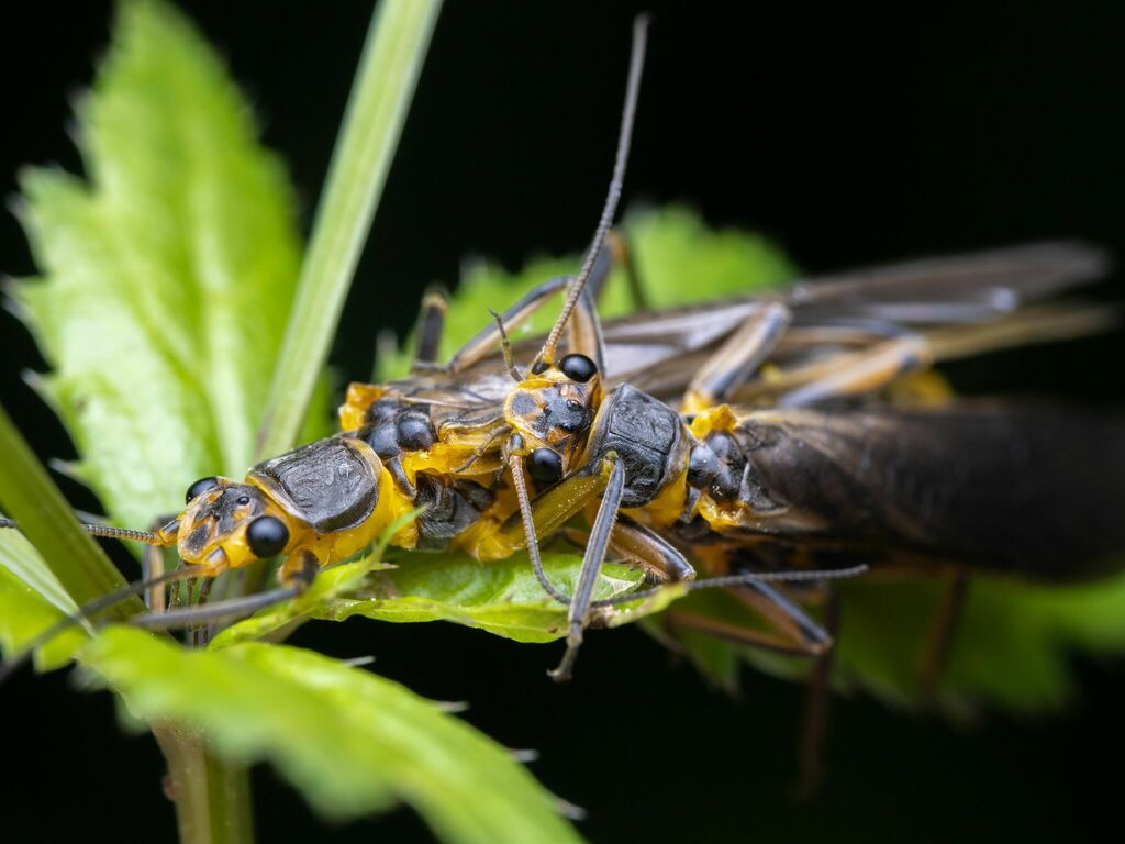 Common Stoneflies from Blockhouse Point Conservation Park & Trails, MD ...