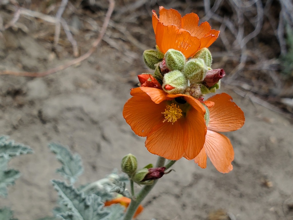 Desert Globemallow from Inyo County, CA, USA on June 12, 2022 at 12:34 ...