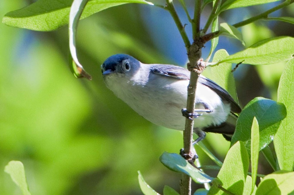 Eastern Blue-gray Gnatcatcher (Polioptila caerulea caerulea) - Avian ...