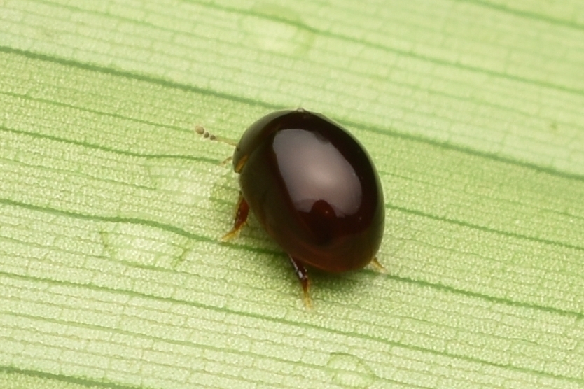 Water Scavenger Beetles from Puntarenas Province, Costa Rica on June 02 ...