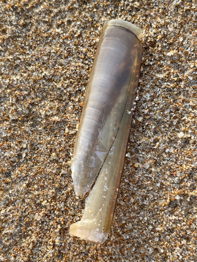 Jacknife and Razor Clams from Horseshoe Bay, Horseshoe Bay, QLD, AU on ...