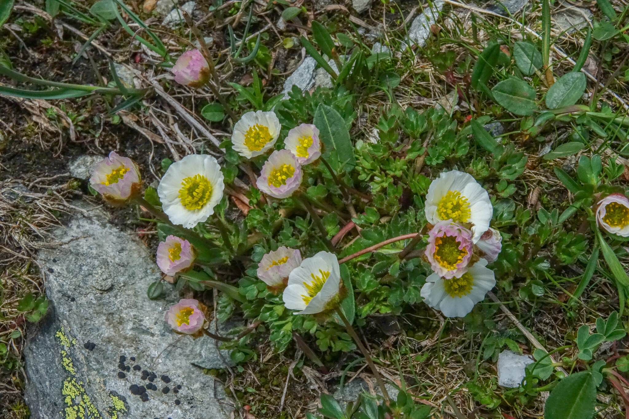 Ranunculus glacialis L.