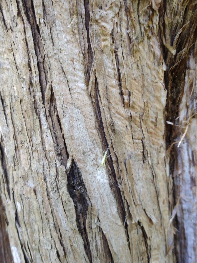 Common Tree Crickets from Pacific, MO 63069, USA on June 17, 2022 at 04 ...