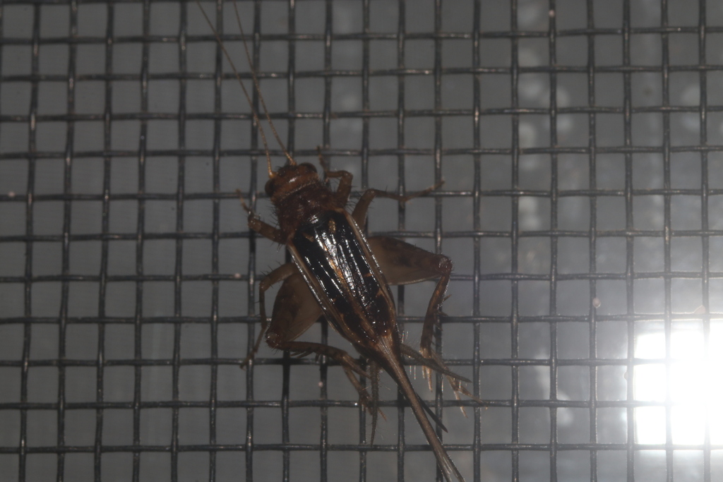 Ground Crickets from Estancia de los Garcia, Sinaloa on September 03 ...