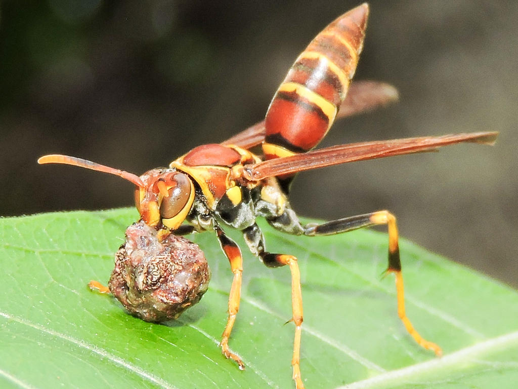 Unstable Paper Wasp from Yelapa, Jalisco, Mexico on June 29, 2015 by ...